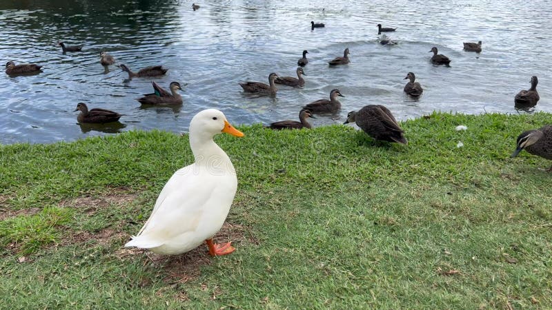 White Duck Standing Out from the Crowd Stock Video - Video of ...