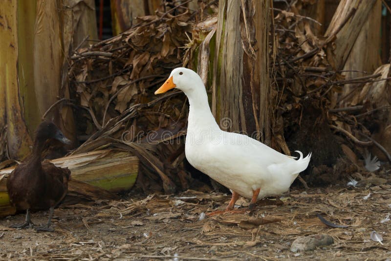 The White Duck in Summer at Farm Thailand Stock Image - Image of duck ...