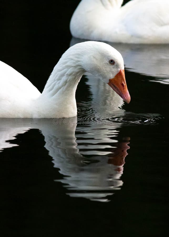 White Duck Swimming in River with Reflection in Water Stock Photo ...