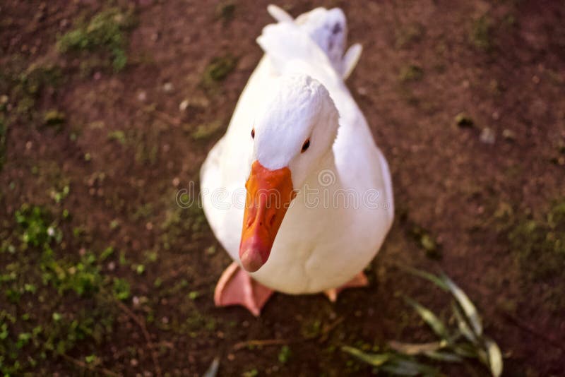White duck from top stock photo. Image of cute, farm - 122685440
