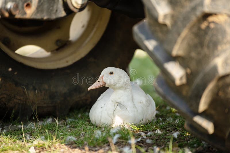 White duck under a tractor stock image. Image of tractor - 241952843
