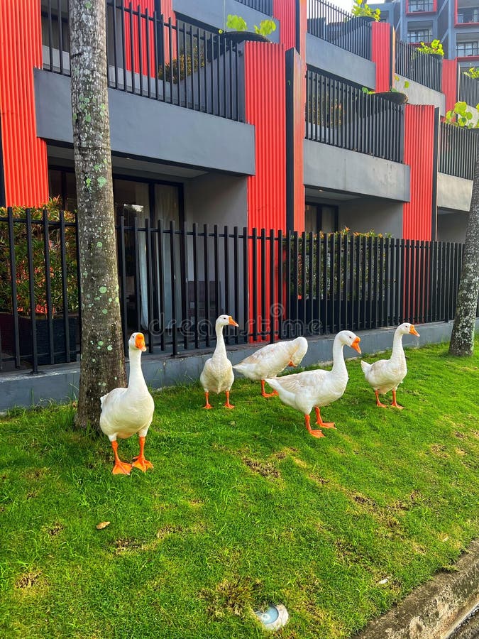 Animal - Ducks stock image. Image of nature, beak, white - 269604425