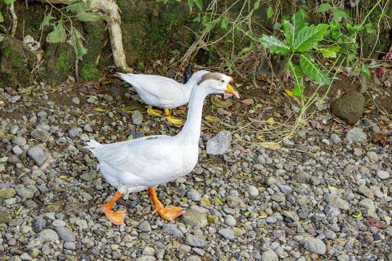 White Duck Walking on the Ground Stock Photo - Image of walk, animal ...