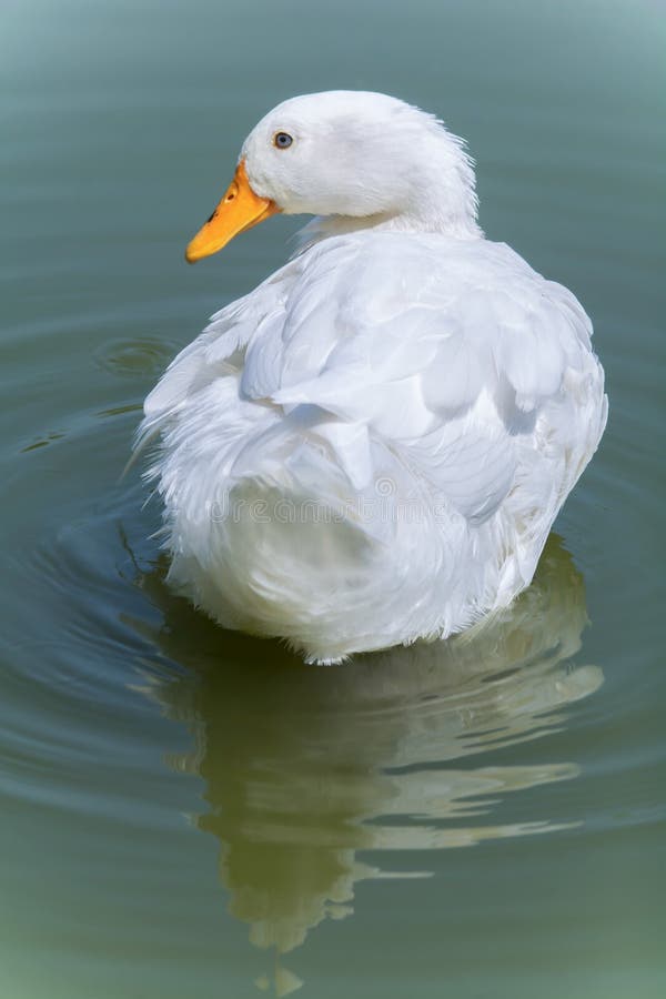 White Duck stock image. Image of duck, close, naturepics - 73251807