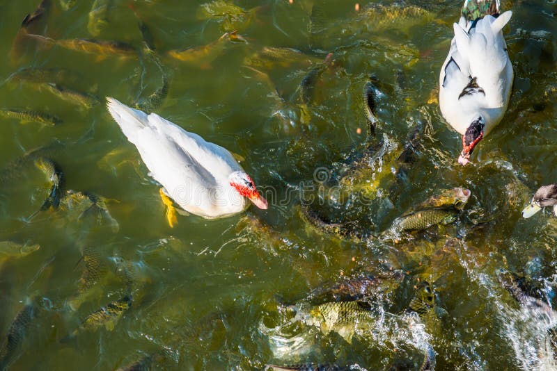 White Duck on Water with Group of Fish Stock Photo - Image of beauty ...