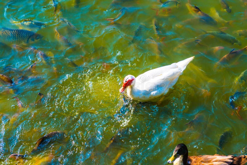 White Duck on Water with Group of Fish Stock Image - Image of duckling ...