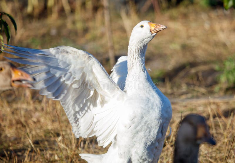 A White Duck with a Yellow Beak Stands in a Field Stock Photo - Image ...