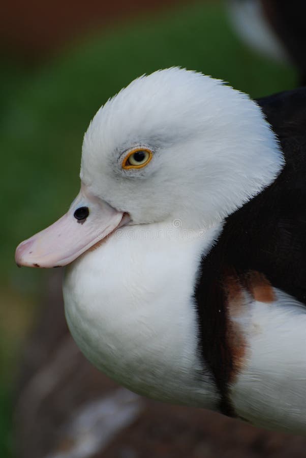 White Duckling with Pale Yellow Eyes Stock Photo - Image of swamp, fowl ...