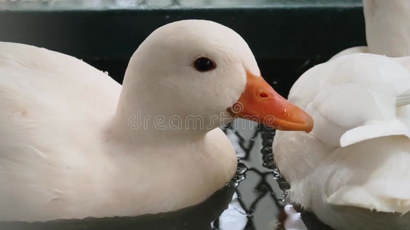 White Ducks in a Cage at Farm Have a Natural Behavior Stock Footage ...