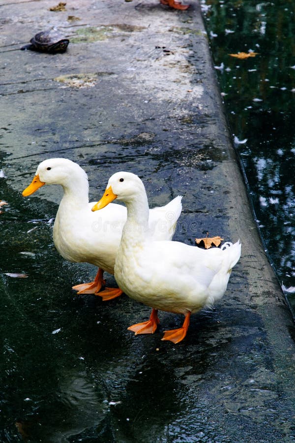 White ducks stock image. Image of male, background, wild - 45271863