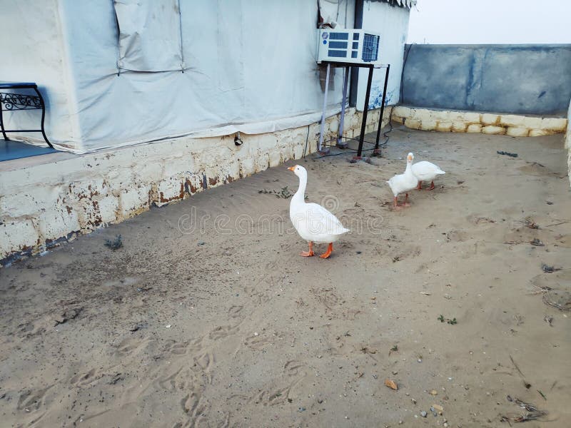 White ducks in the desert editorial photography. Image of focus - 169157677