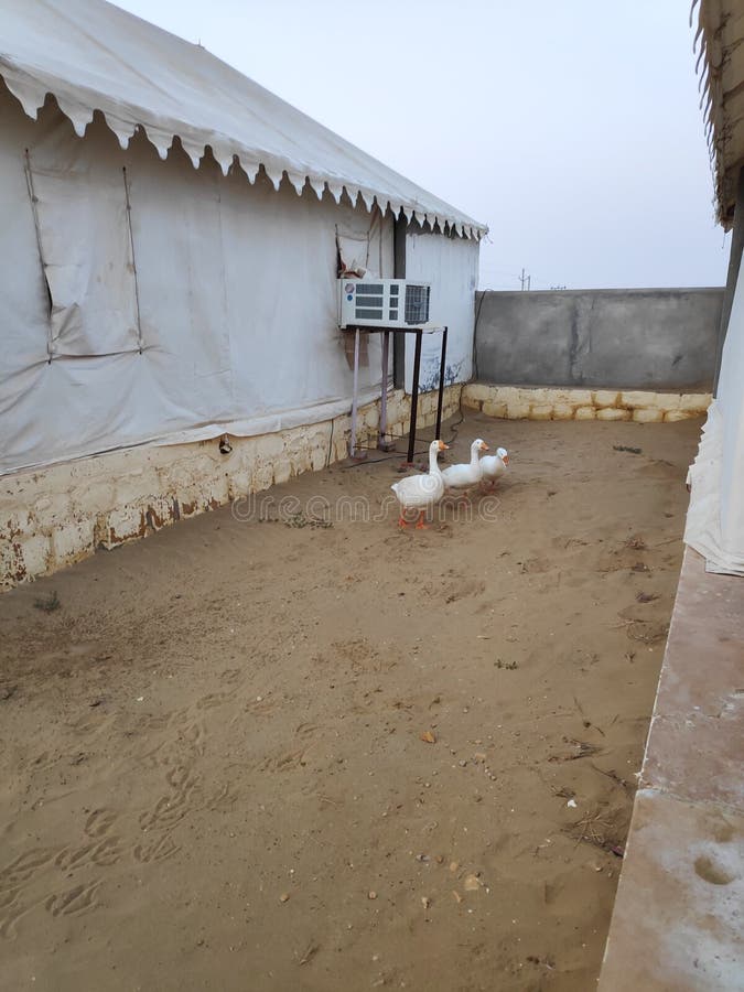 White ducks in the desert stock photo. Image of beach - 169158274