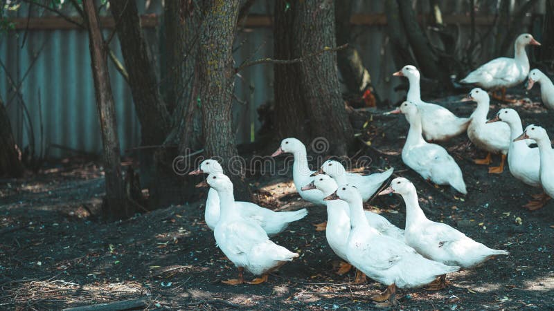 White Ducks on the Farm. Portrait of a White Duck Walking in a Pen. a ...