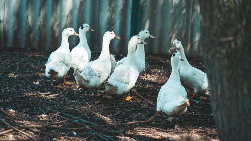 White Ducks on the Farm. Portrait of a White Duck Walking in a Pen. a ...