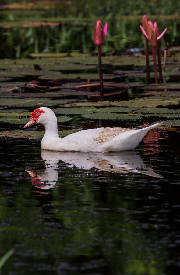 White ducks stock image. Image of fowl, natural, pair - 45676879