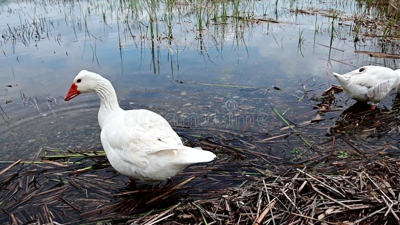 Ducks Foraging in a South African River. Stock Footage - Video of ...
