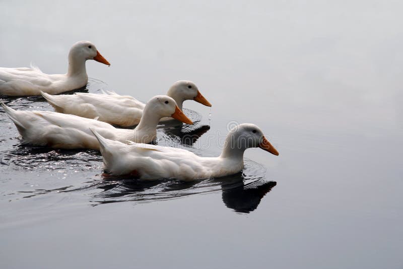 White Ducks in Formation stock image. Image of geese, bills - 1564719