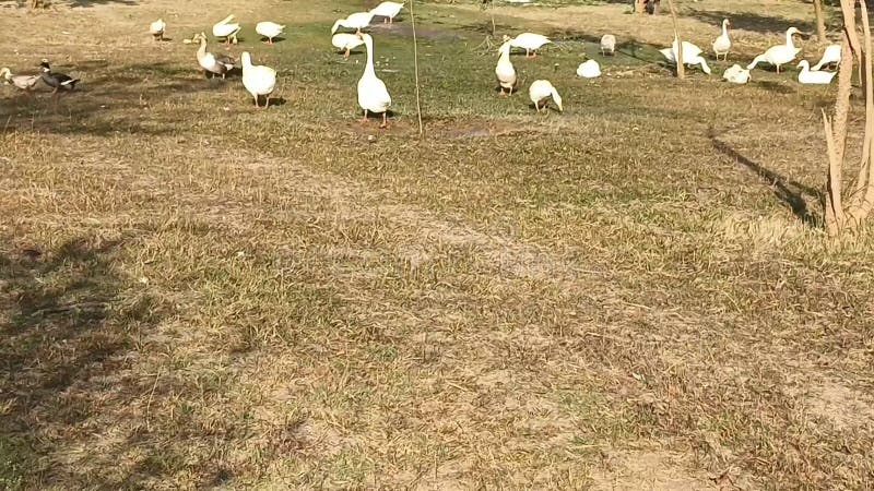 WHITE DUCKS in GARDEN stock footage. Video of nature - 367464692