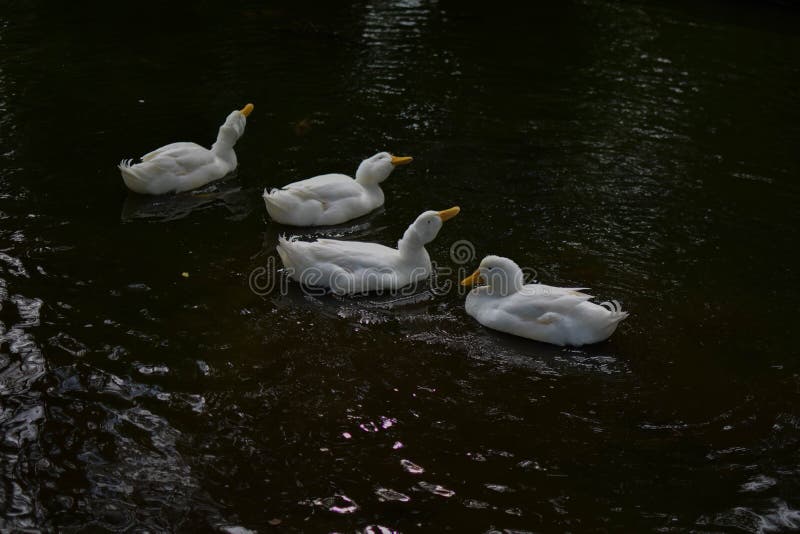 Mauritius Nduck Stock Photos - Free & Royalty-Free Stock Photos from ...