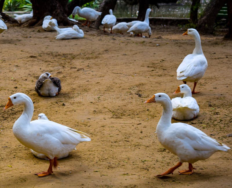 White Ducks in the Park, Ducks Relaxing Inside Lodhi Garden in Delhi ...