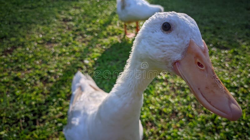 White Ducks Relaxing on Green Stock Photo - Image of waterfowl ...