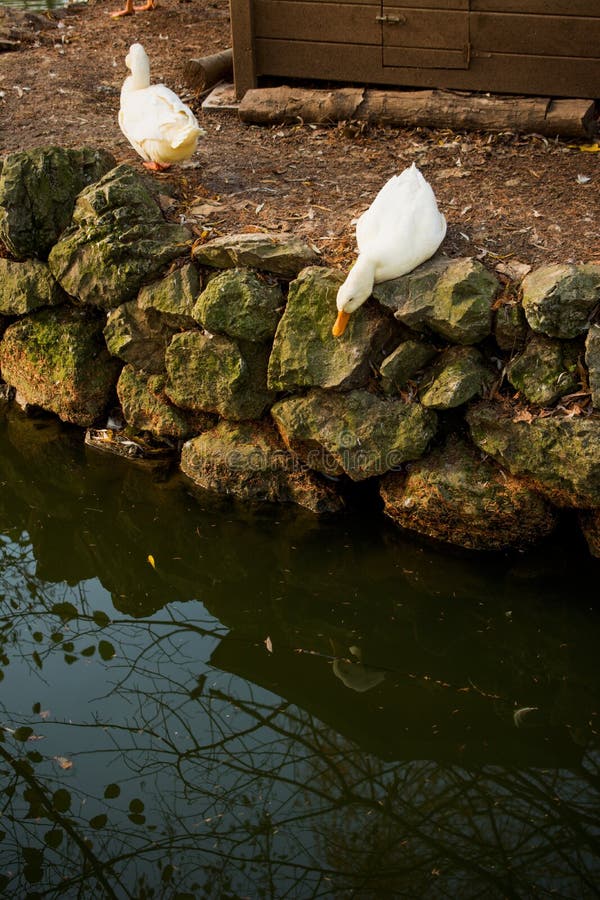White Ducks by the Side of the Pond Stock Image - Image of duck ...