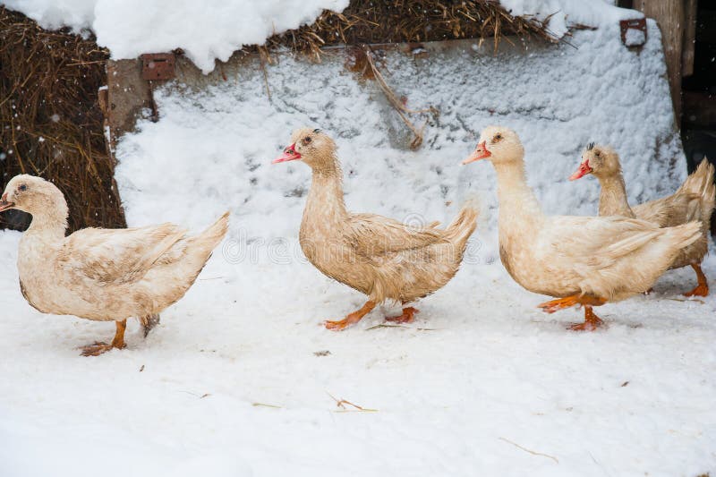 White ducks in the snow stock photo. Image of snow, cold - 85853910