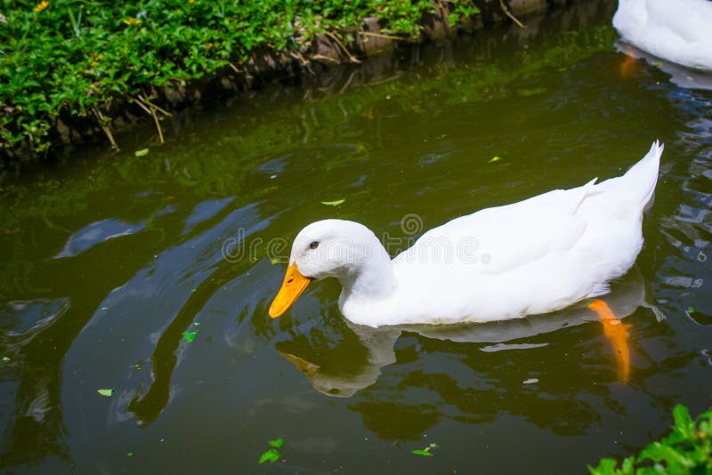 White Ducks are in the Stream Stock Image - Image of looking, cute ...