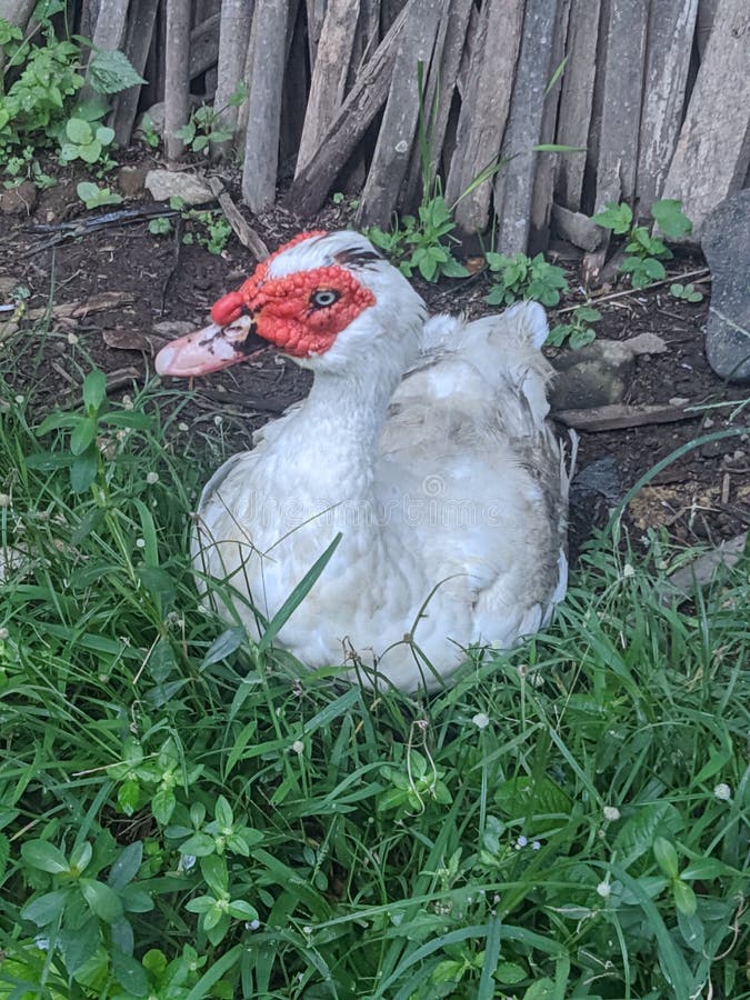 White Ducks are Sunbathing in the Morning Stock Photo - Image of white ...