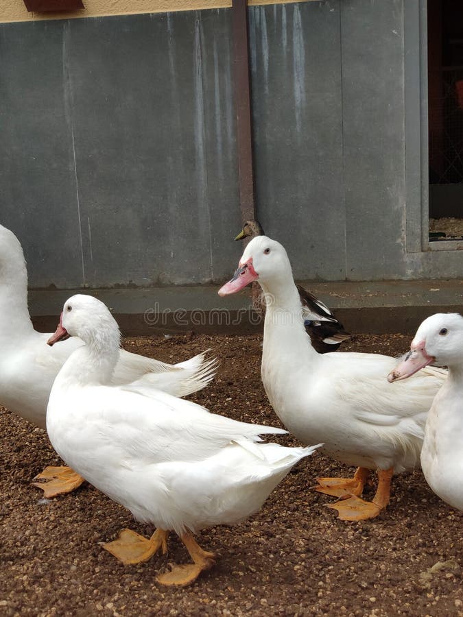 White Ducks Walk on the Farm Stock Photo - Image of outdoor, domestic ...
