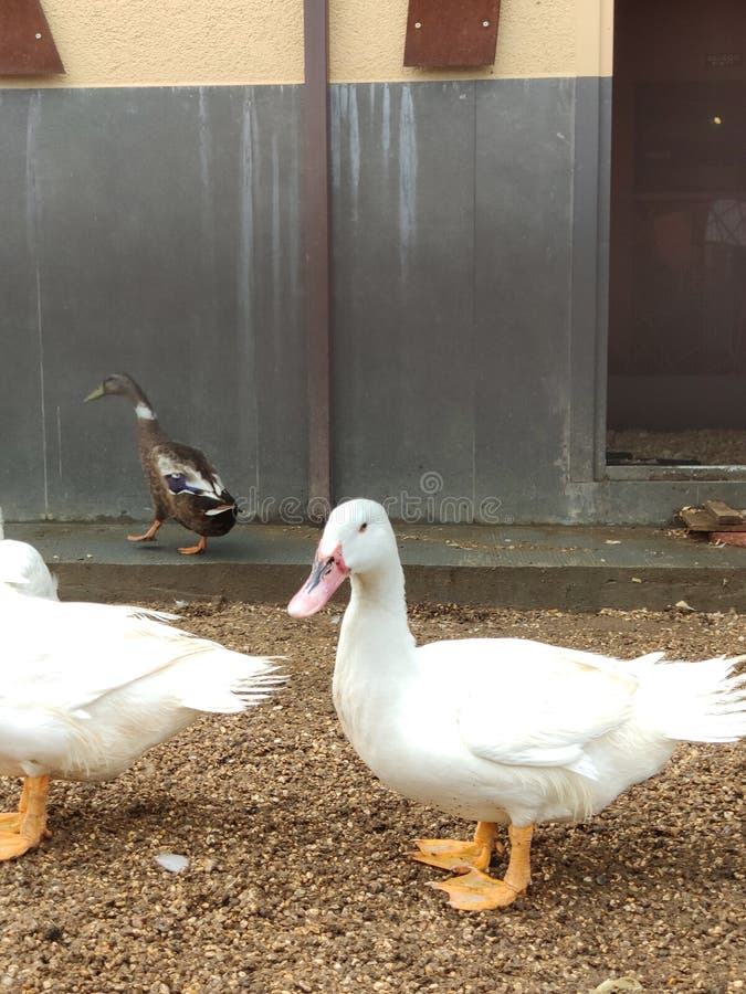 White Ducks Walk on the Farm Stock Image - Image of farm, group: 228996043