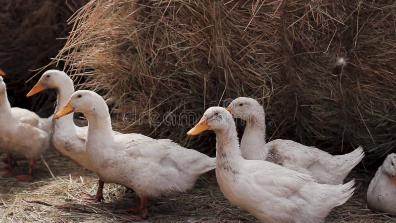 White Ducks Walk on the Ground, Strewn with Straw, in the Background ...
