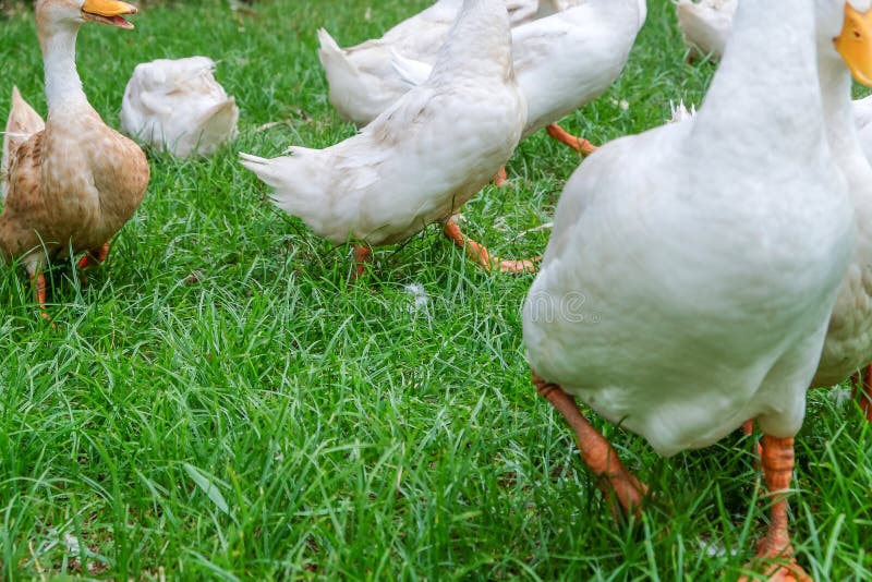 White Ducks are Walking on Green Grass on a Farm Stock Photo - Image of ...