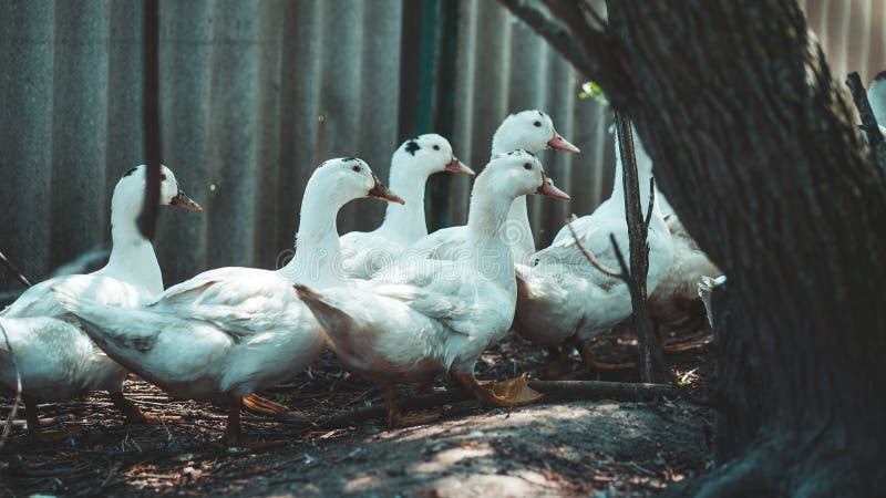 White Ducks Walking in Paddock. Duck Looking for Grains while Walking ...