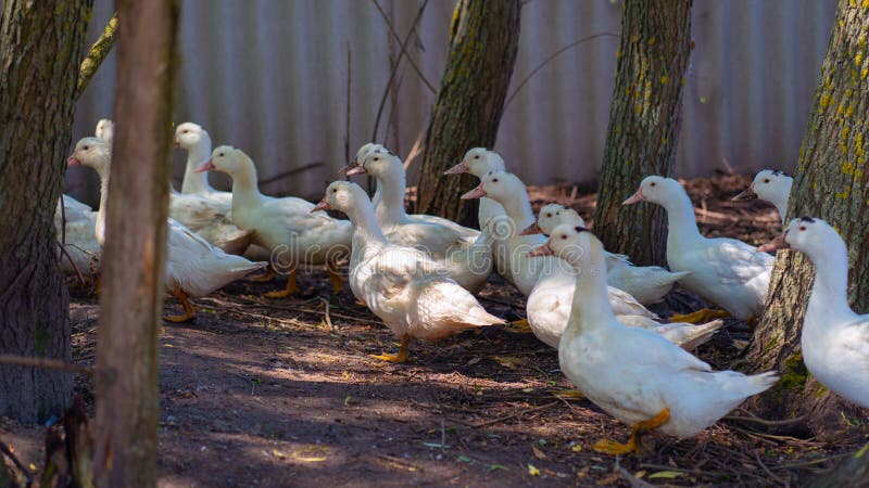 White Ducks on the Farm. Portrait of a White Duck Walking in a Pen. a ...