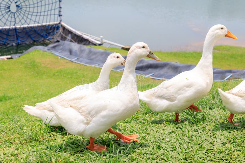 White Ducks on the Wild Grass Stock Image - Image of philippines, bird ...