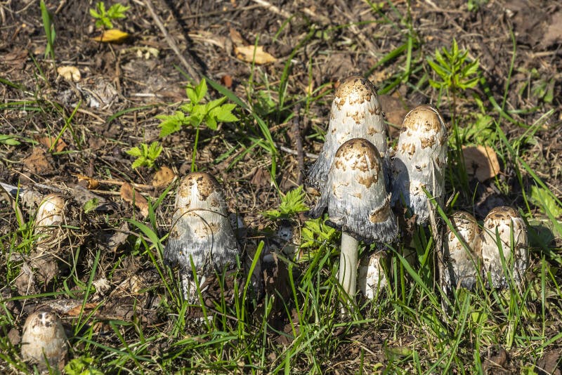 White Dung Coprinus Comatus Stock Photo - Image of comatus, outdoors ...