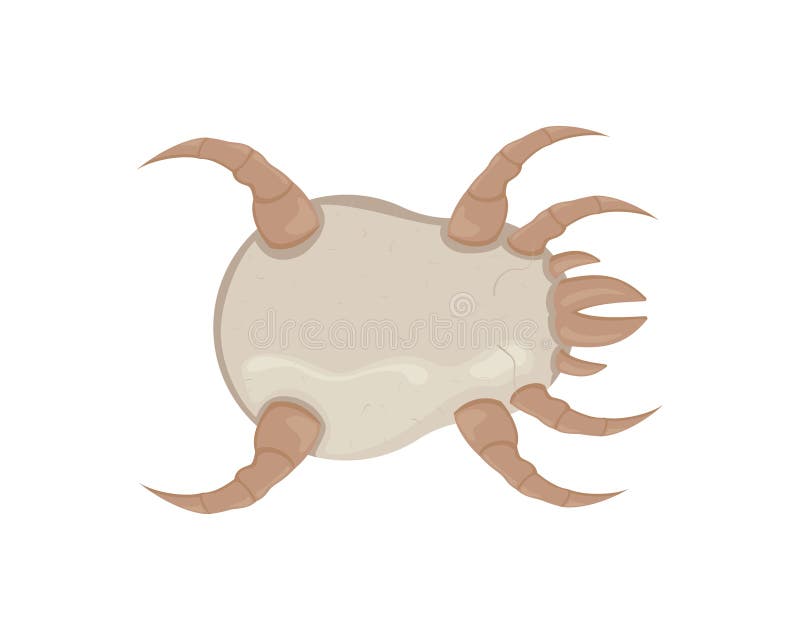 White Dust Mite Vector Illustration. Microscopic Dangerous Insect Stock ...