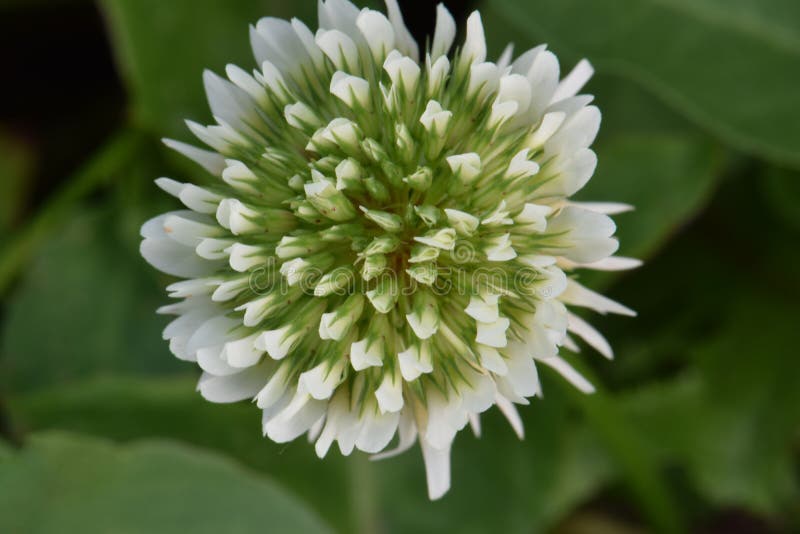 White Dutch Clover Flower stock image. Image of colored - 119345625
