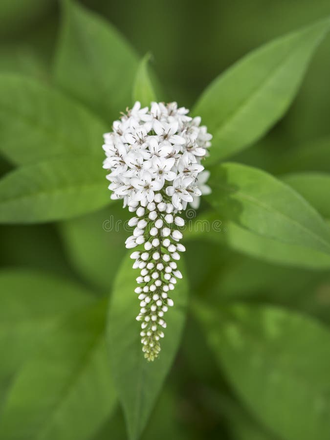 White Dwarf Goat`s Beard Flower Stock Photo - Image of dwarf, tiny ...