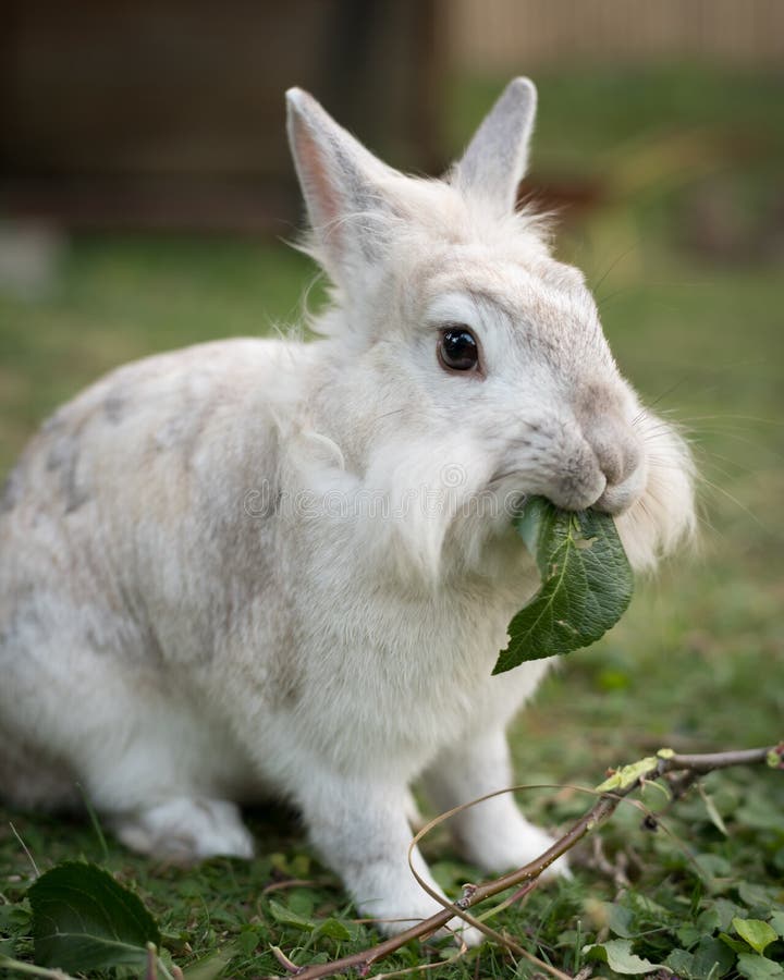 A White Dwarf Rabbit Eating a Leaf Stock Photo - Image of closeup ...