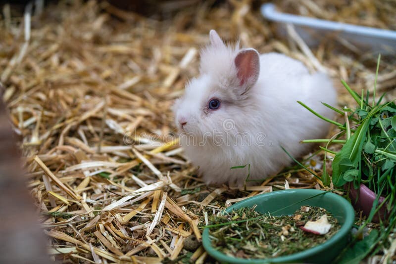 White Dwarf Rabbit Lying Next To His Food Bowl. Stock Photo - Image of ...