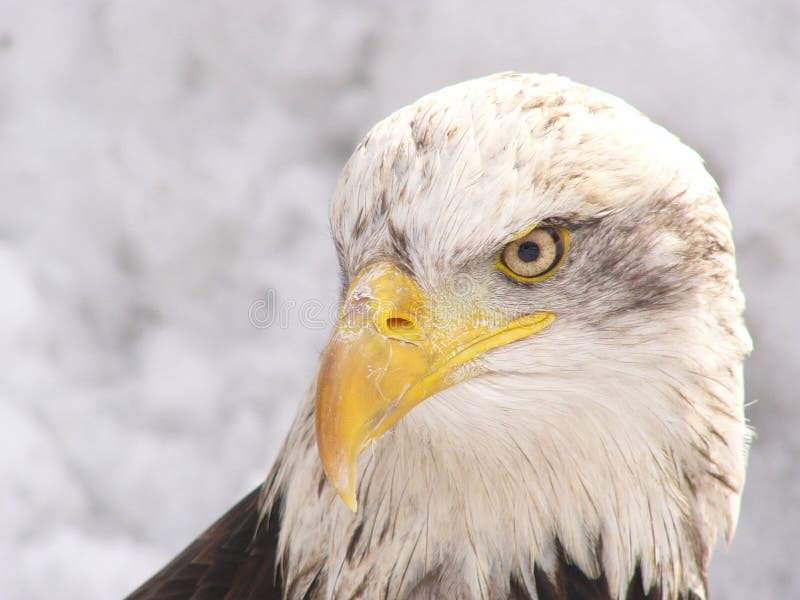 White eagle stock image. Image of close, strength, proud - 602219