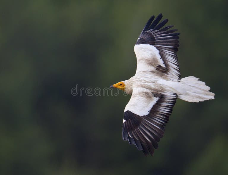 White Eagle Bird in Flight, Searching for Prey, Rural Turkey Stock ...