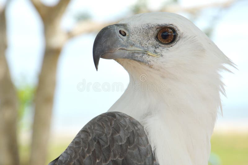 White eagle stock image. Image of shot, animal, plumage - 34438707