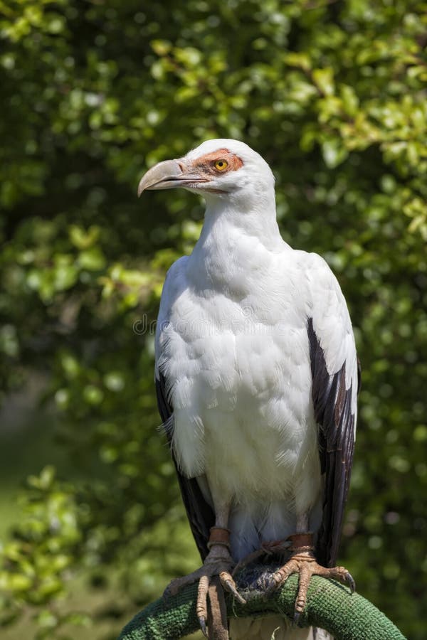 White eagle. stock image. Image of eagles, eagle, trained - 97983355