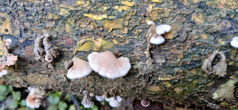 White Ear Fungus on Tree Trunk Stock Image - Image of leaf, autumn ...