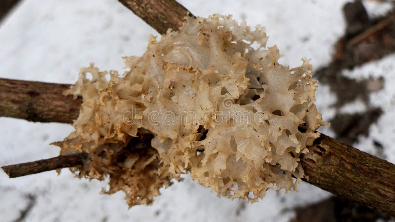 White Ear Fungus (Tremella Fuciformis) Stock Image - Image of dish ...