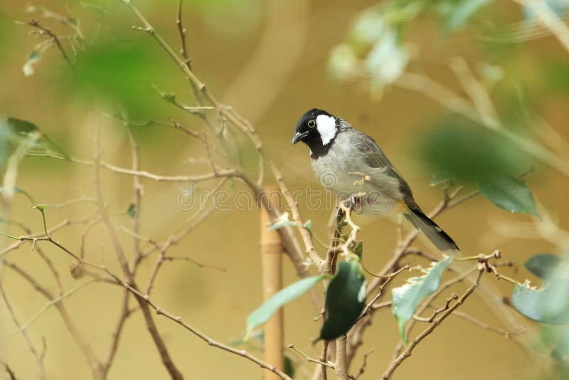 White-Eared Bulbul Bird, Iraqi Bulbul Stock Image - Image of bulbul ...
