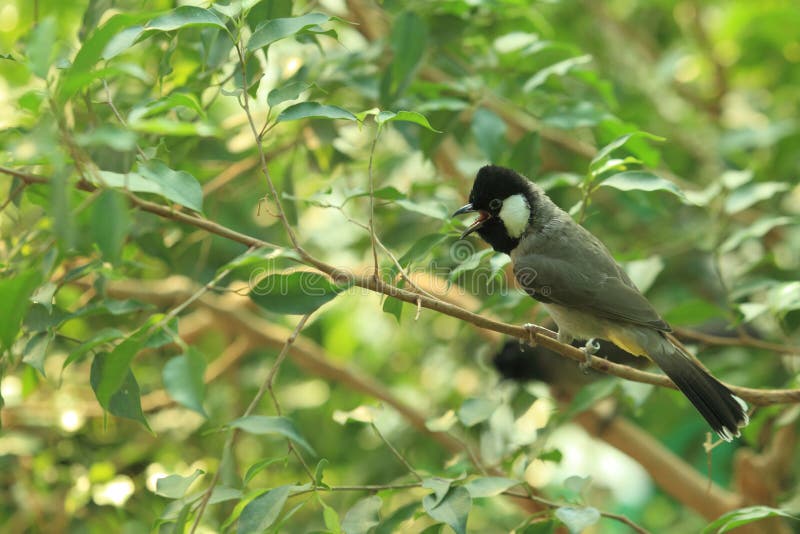 White-Eared Bulbul Bird, Iraqi Bulbul Stock Image - Image of bulbul ...